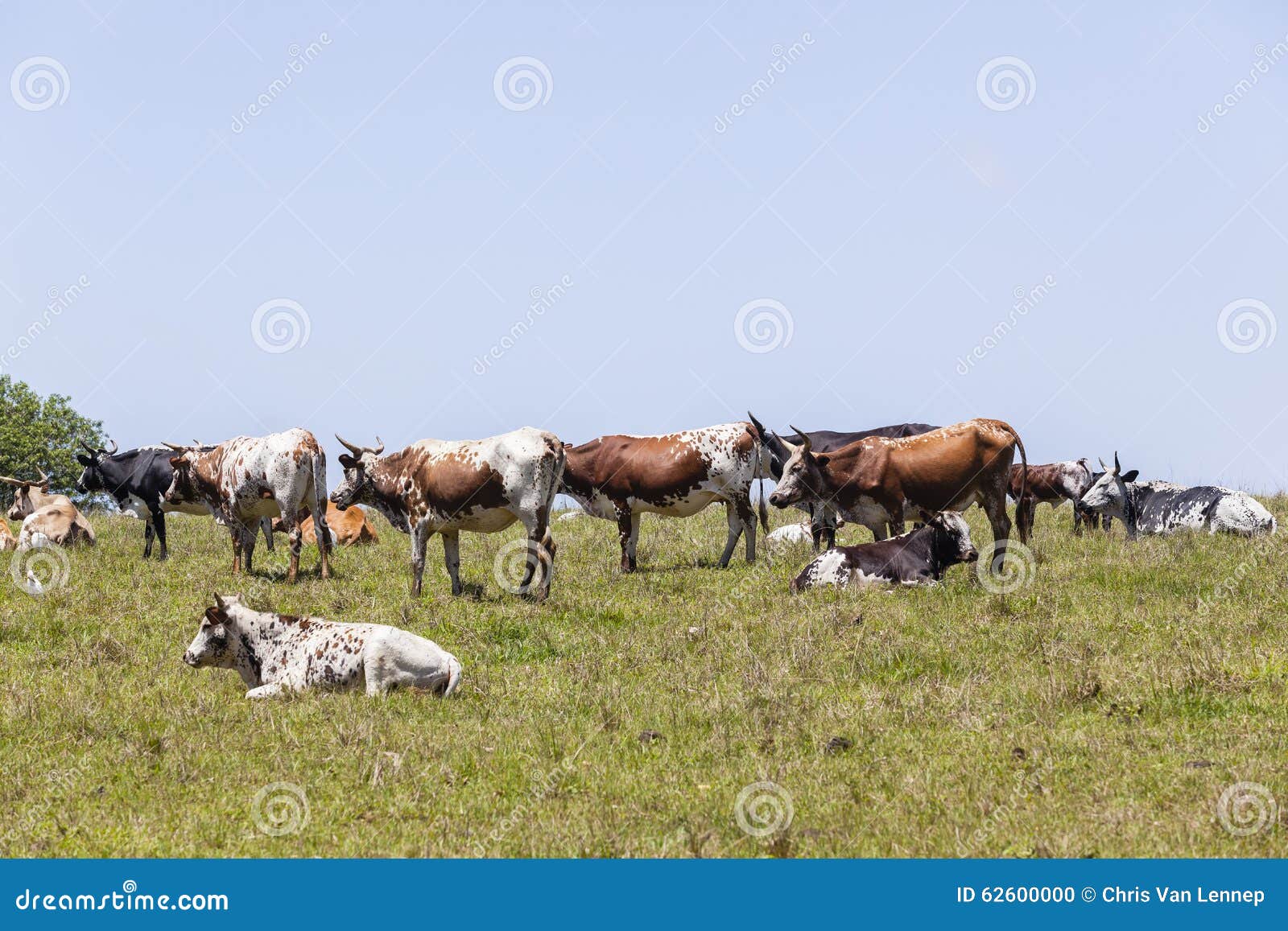 Cattle Farming stock photo. Image of organic, countryside - 62600000