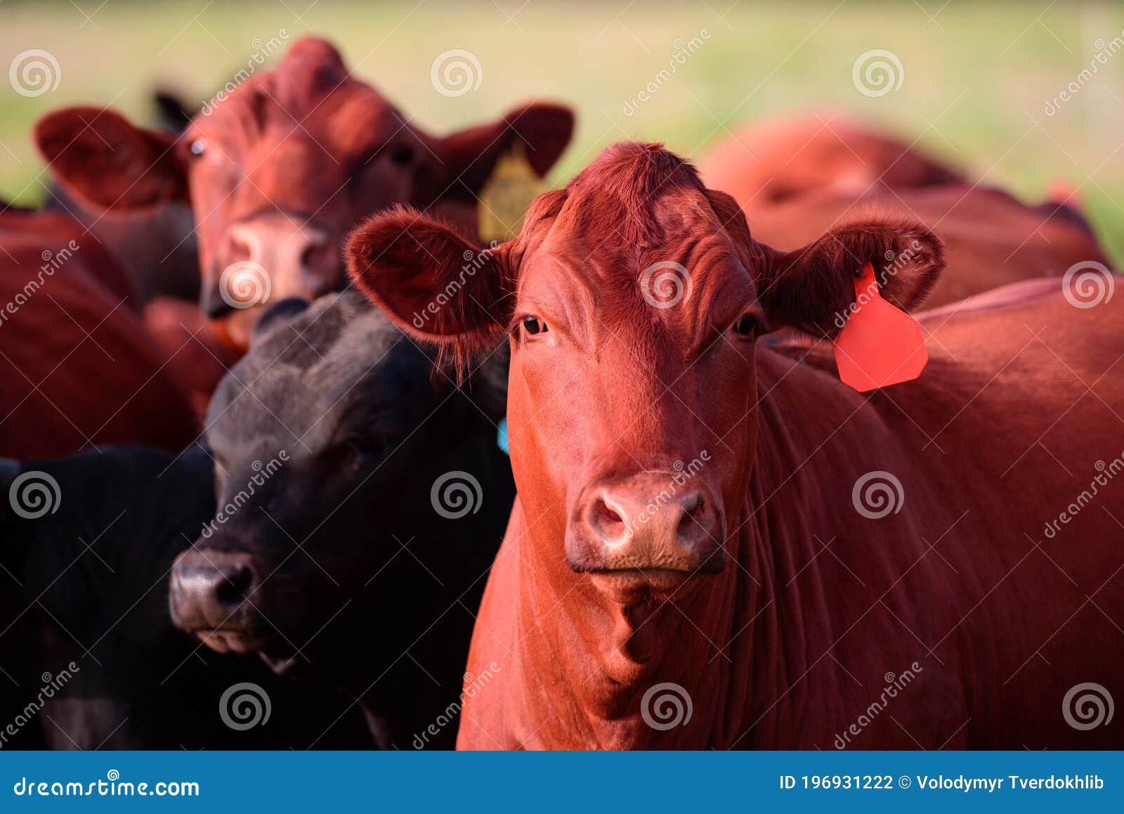 Cattle Farming, Breeding, Milk and Meat Production Concept. Stock Photo ...