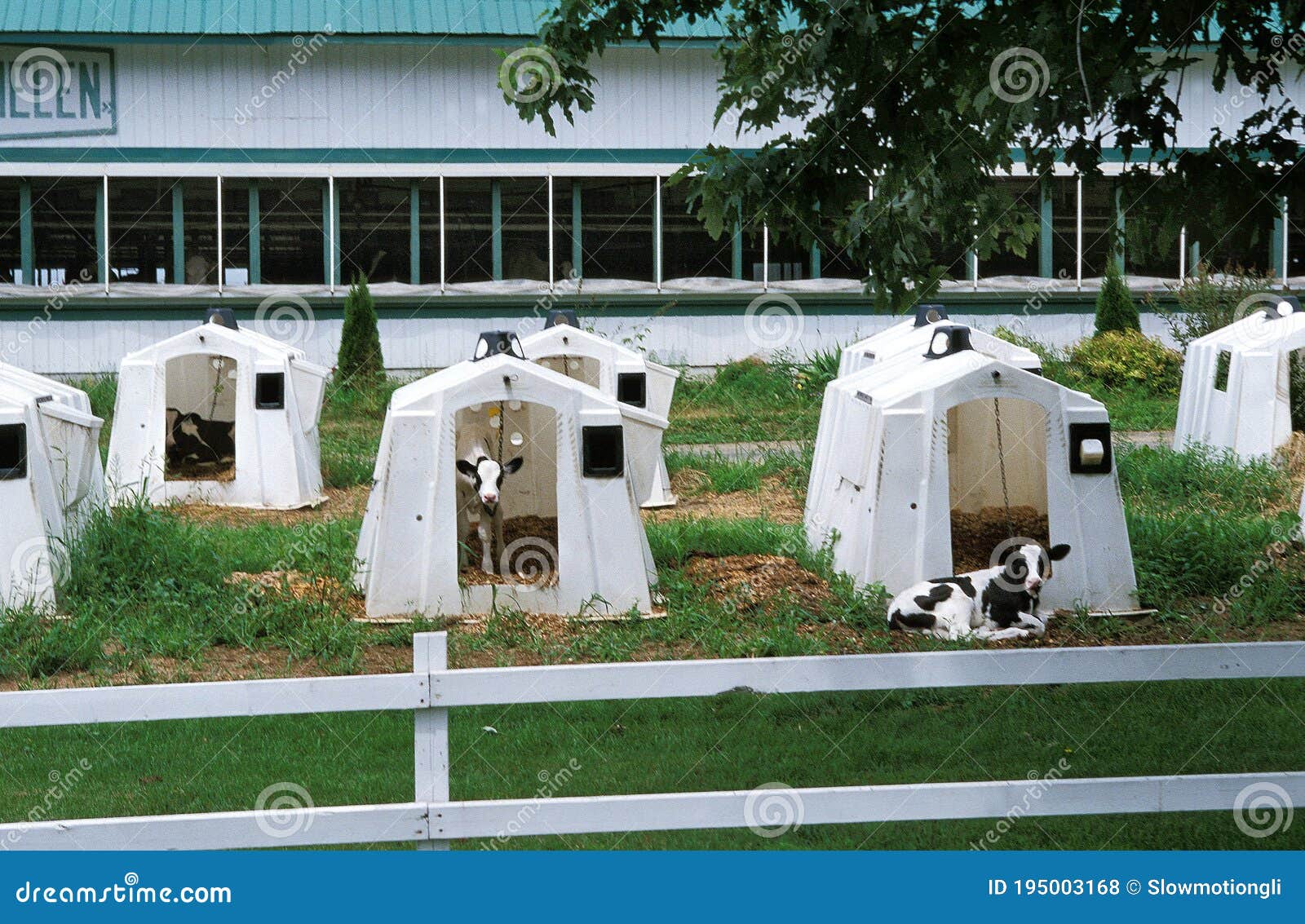CATTLE FARMING, CALF STANDING in CALF HUTCH, QUEBEC in CANADA Editorial ...