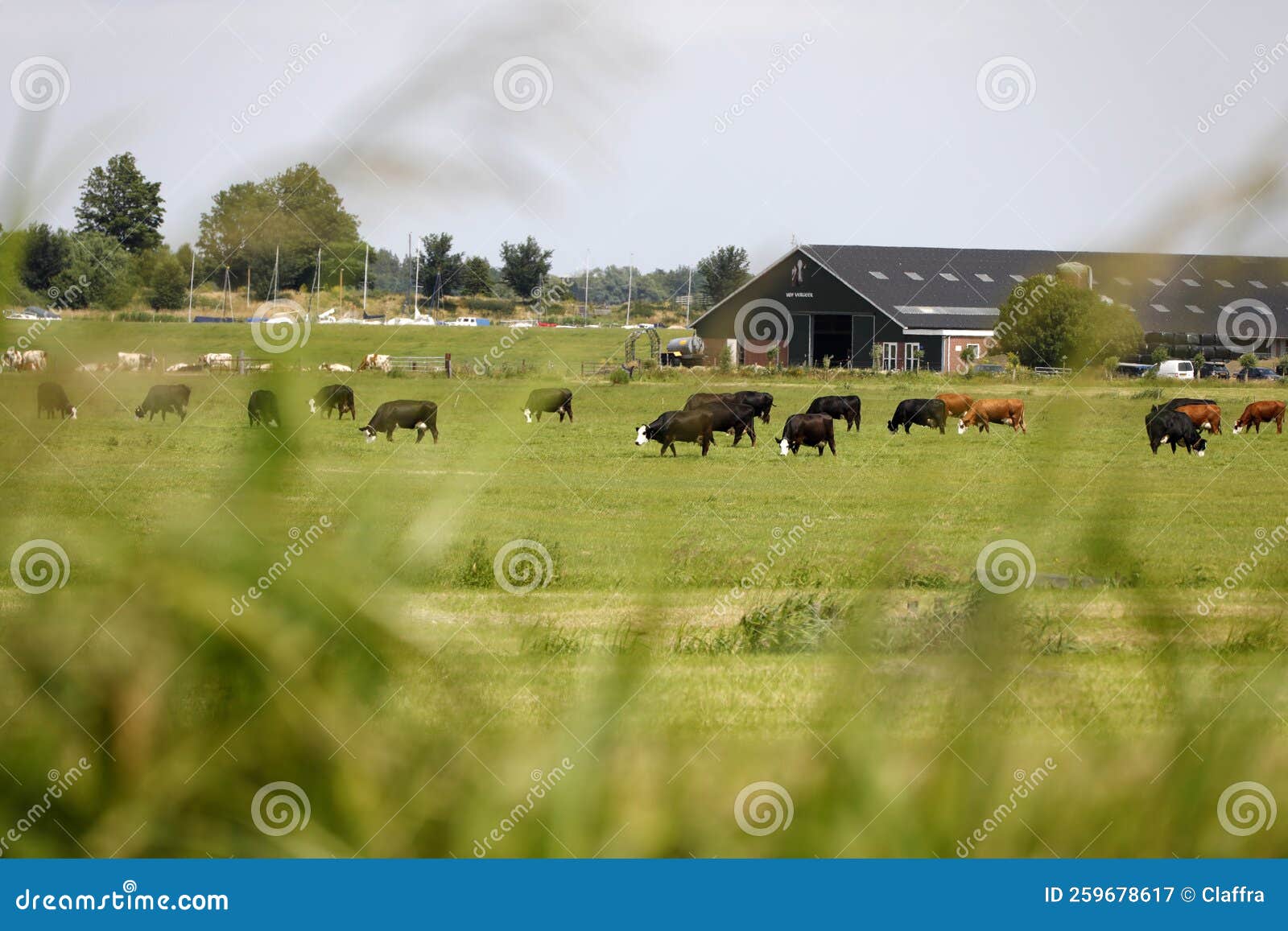Cows on a farm stock image. Image of milk, dutch, calf - 259678617