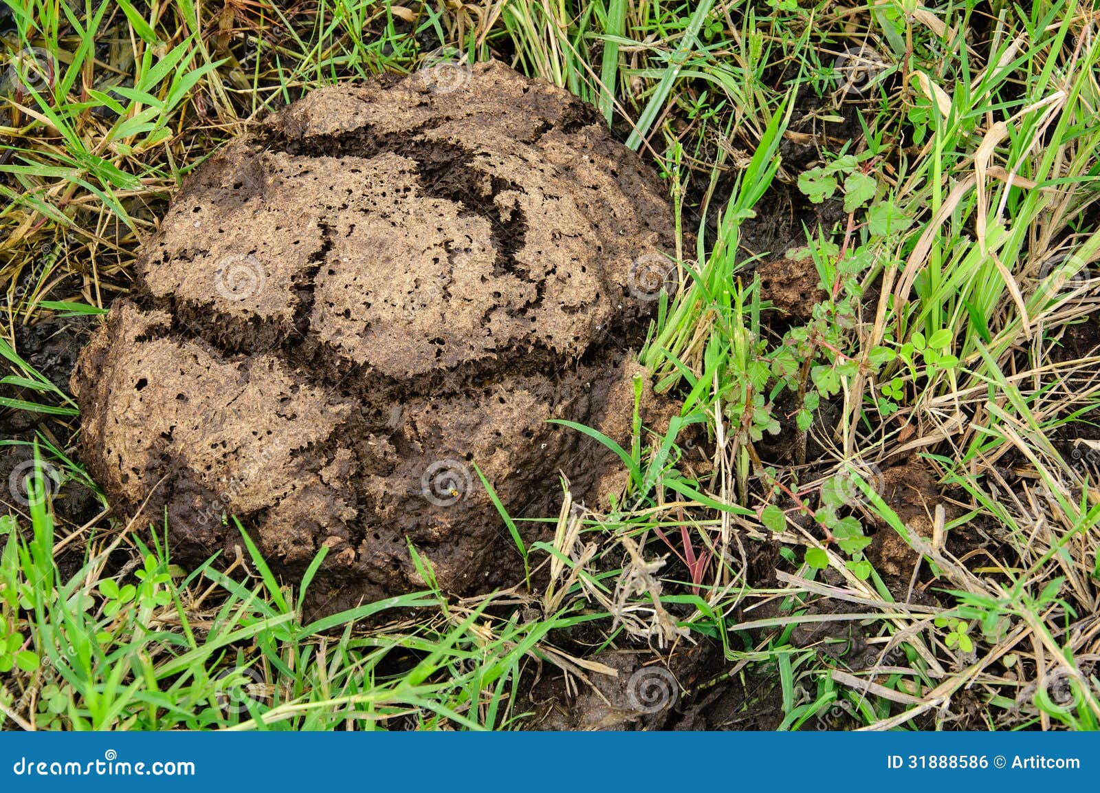 Cattle feces. stock photo. Image of cowpie, royalty, manure - 31888586