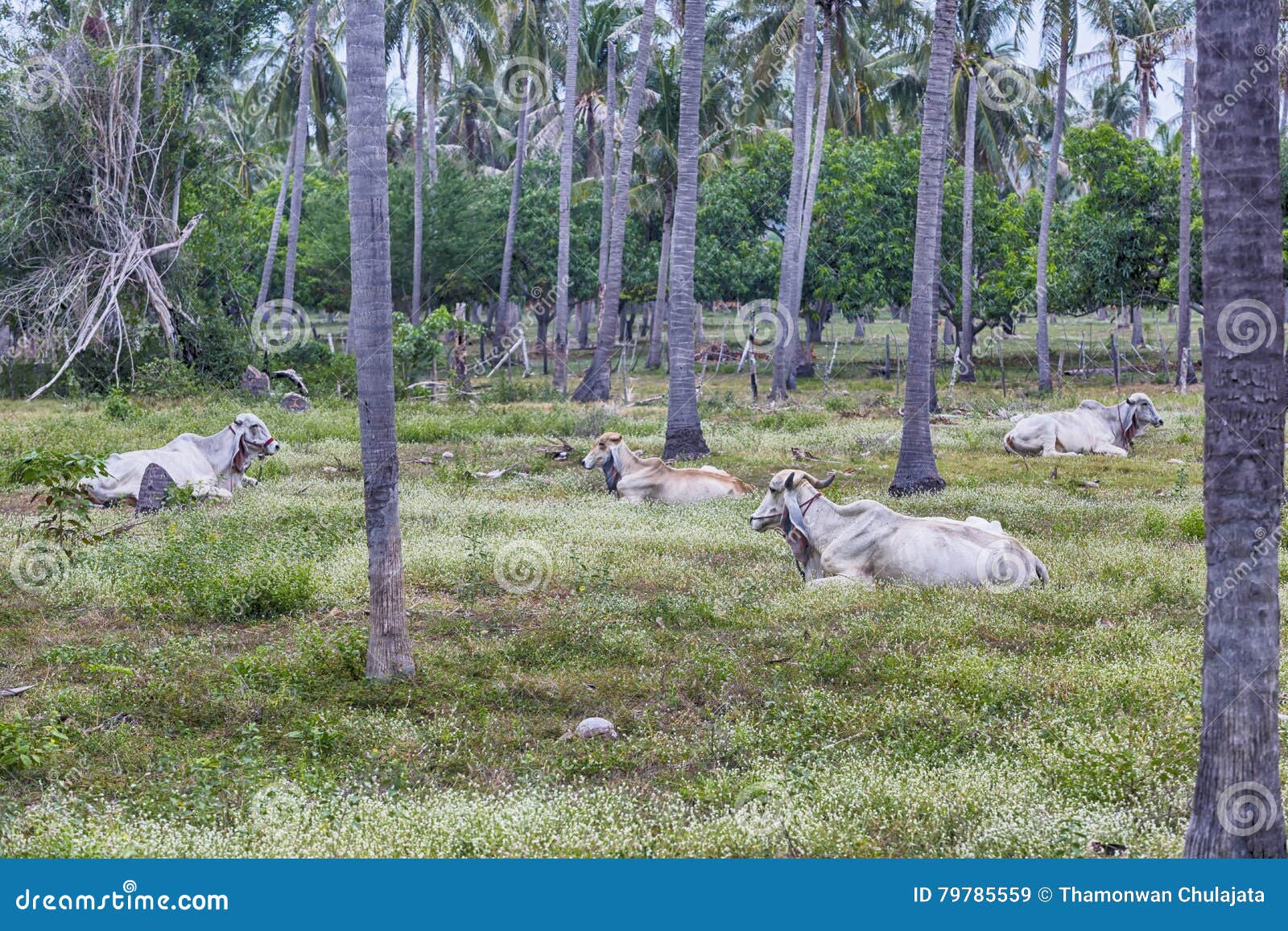 The Cattle Fed Tropical Pasture Stock Image - Image of field, bovine ...