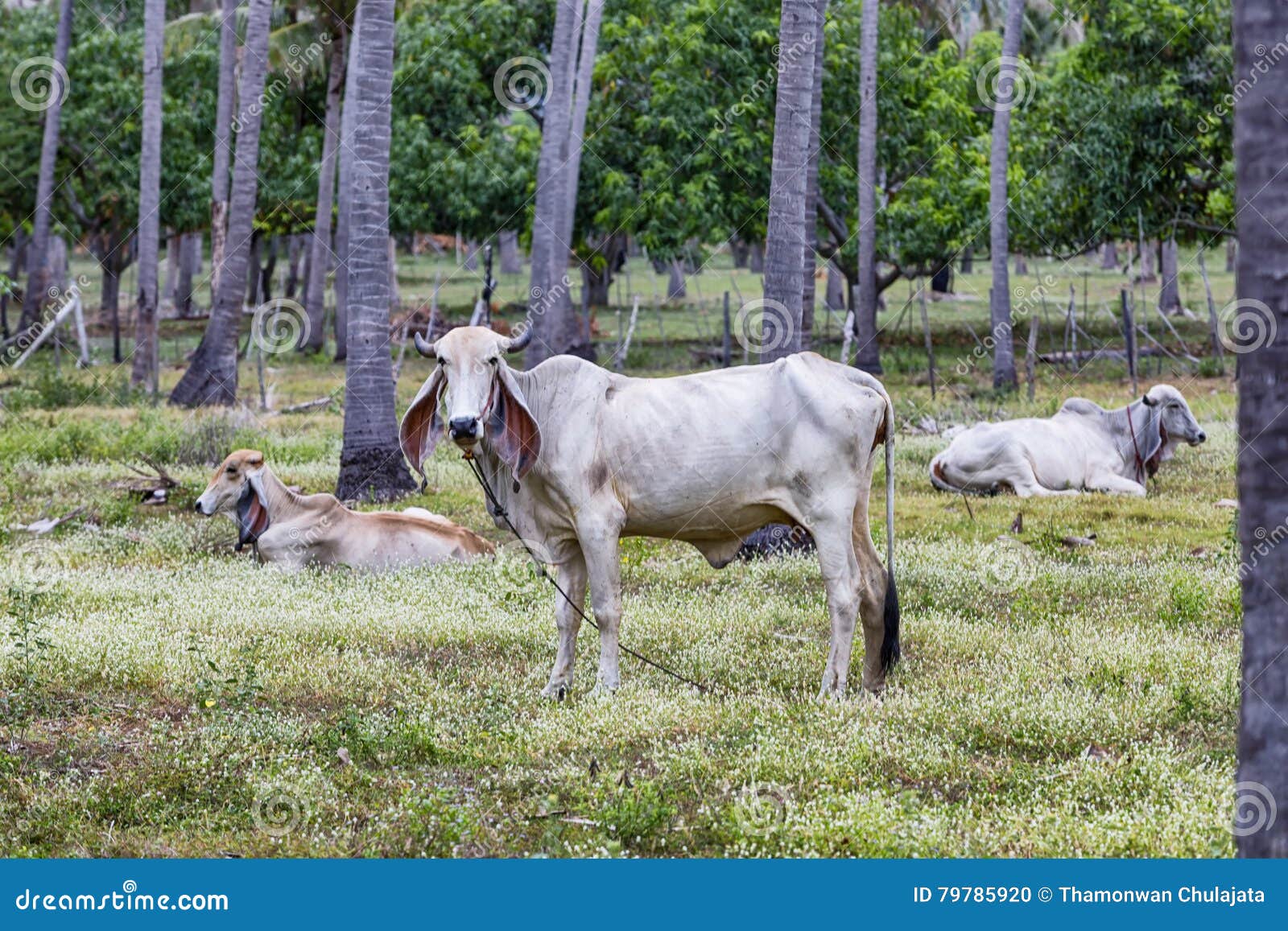 The Cattle Fed Tropical Pasture. Stock Photo - Image of cattle, burger ...