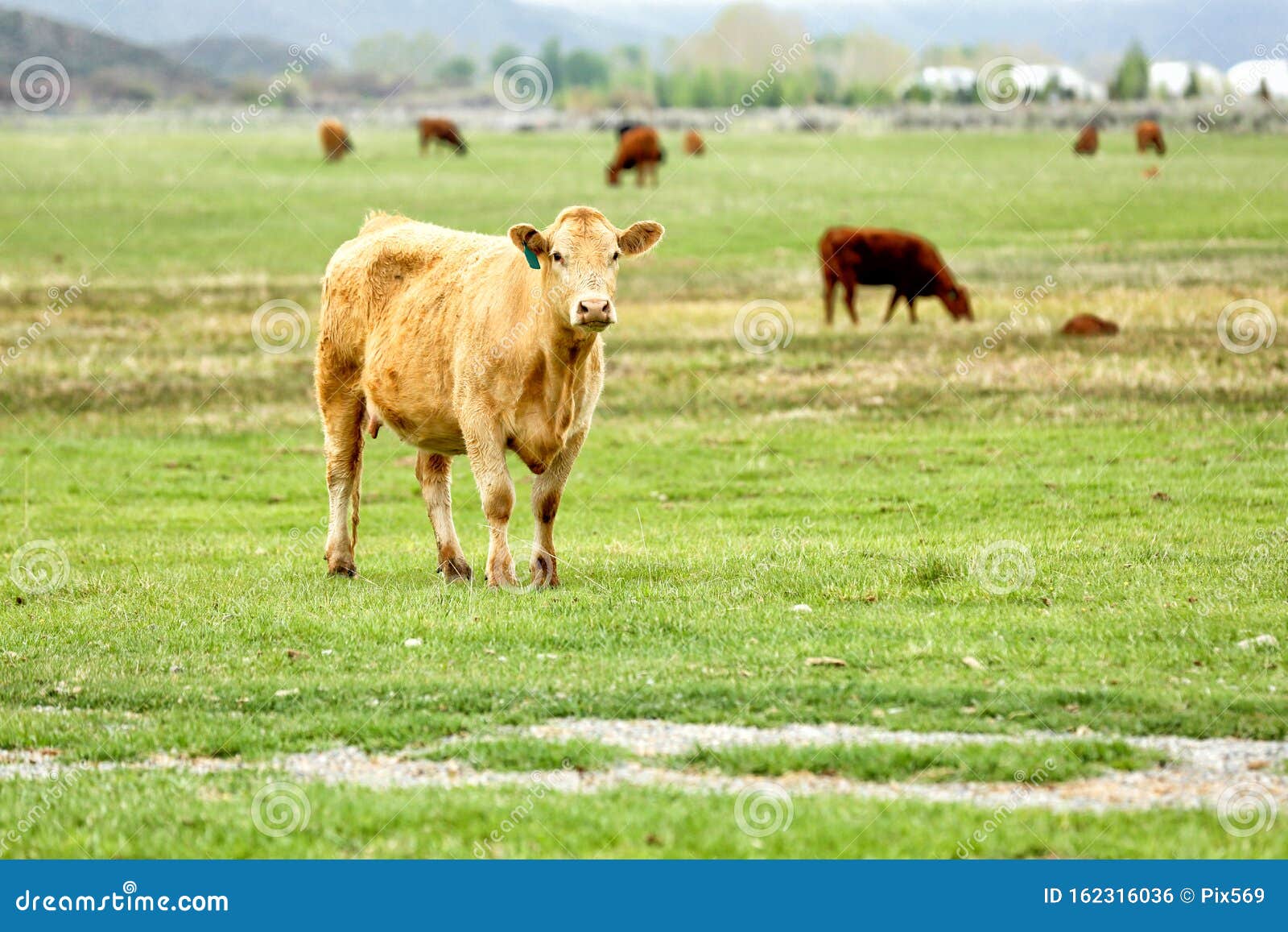 Cattle Feeding in a Pasture on a Spring Day. Stock Photo - Image of ...