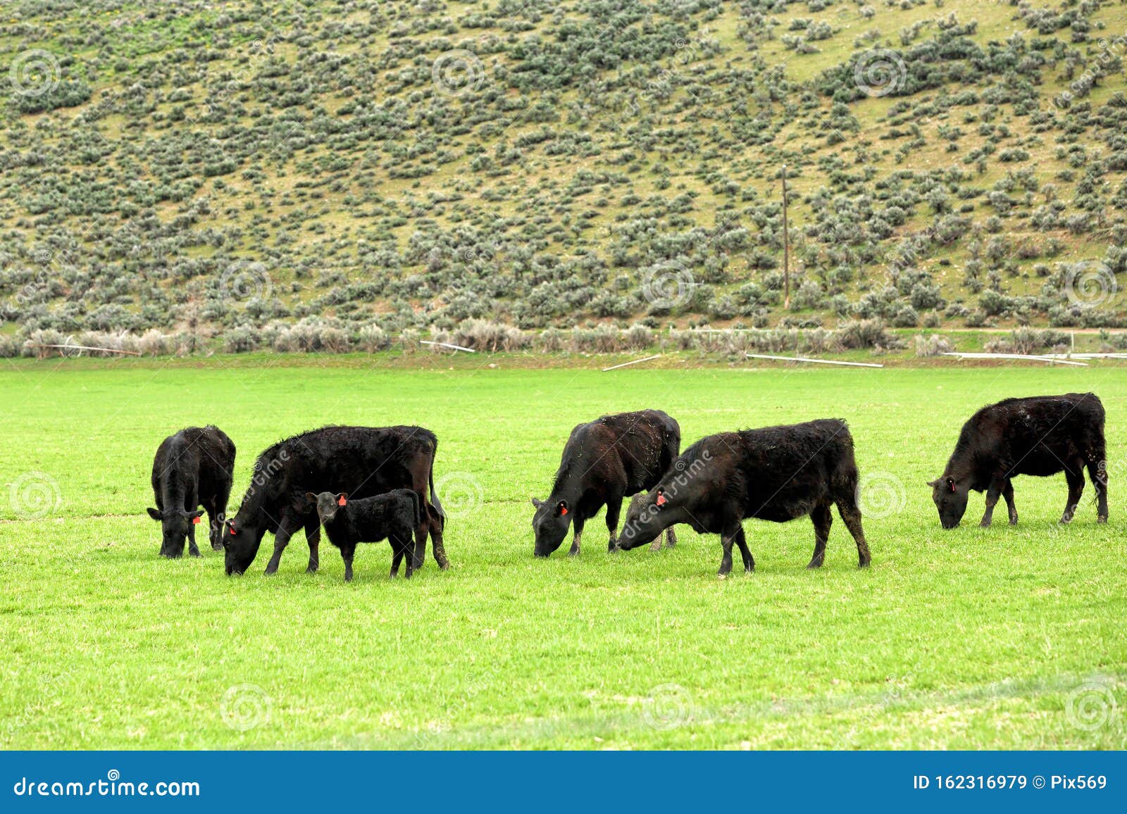 Cattle Feeding in a Pasture on a Spring Day. Stock Image - Image of ...