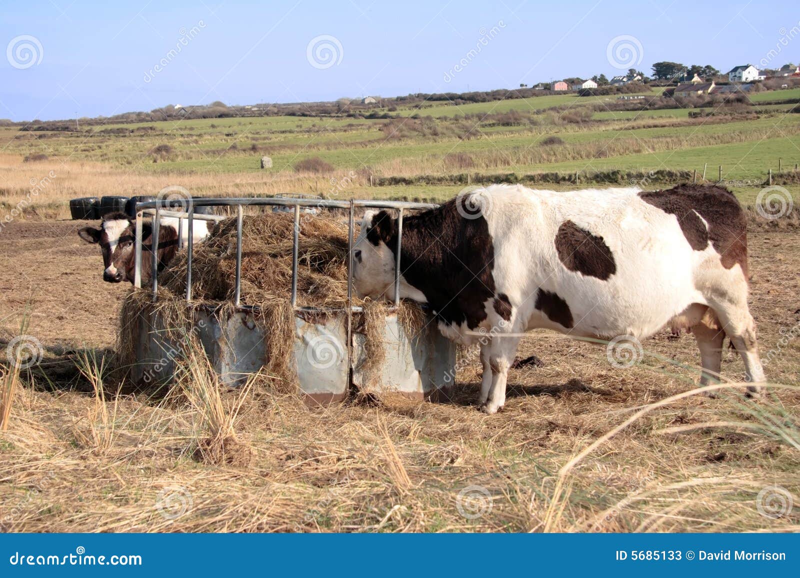Cattle feed stock image. Image of bull, farm, healthy - 5685133