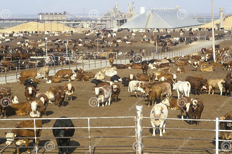Cattle feed lots stock photo. Image of united, overcrowding - 52312398