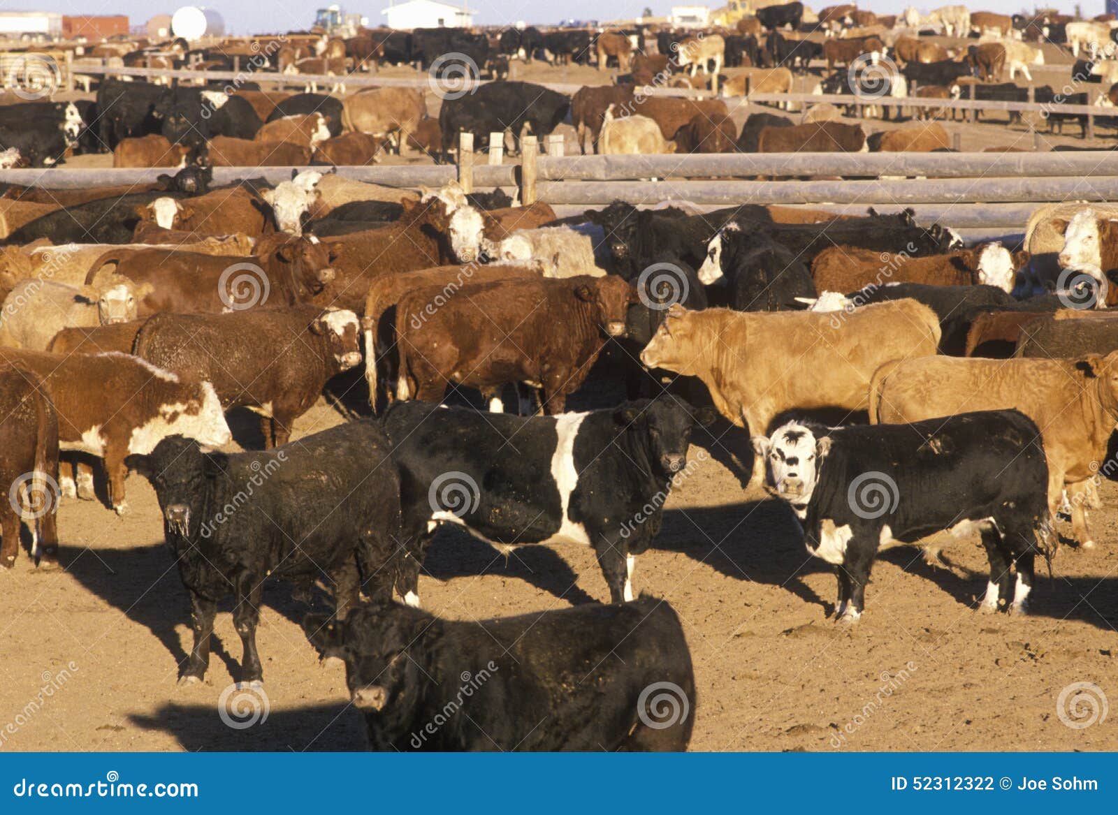 Cattle in feed lots, CO stock photo. Image of cattle - 52312322