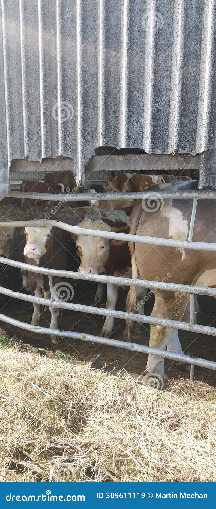 Cattle Feeding from Inside a Barn. Stock Image - Image of farming ...
