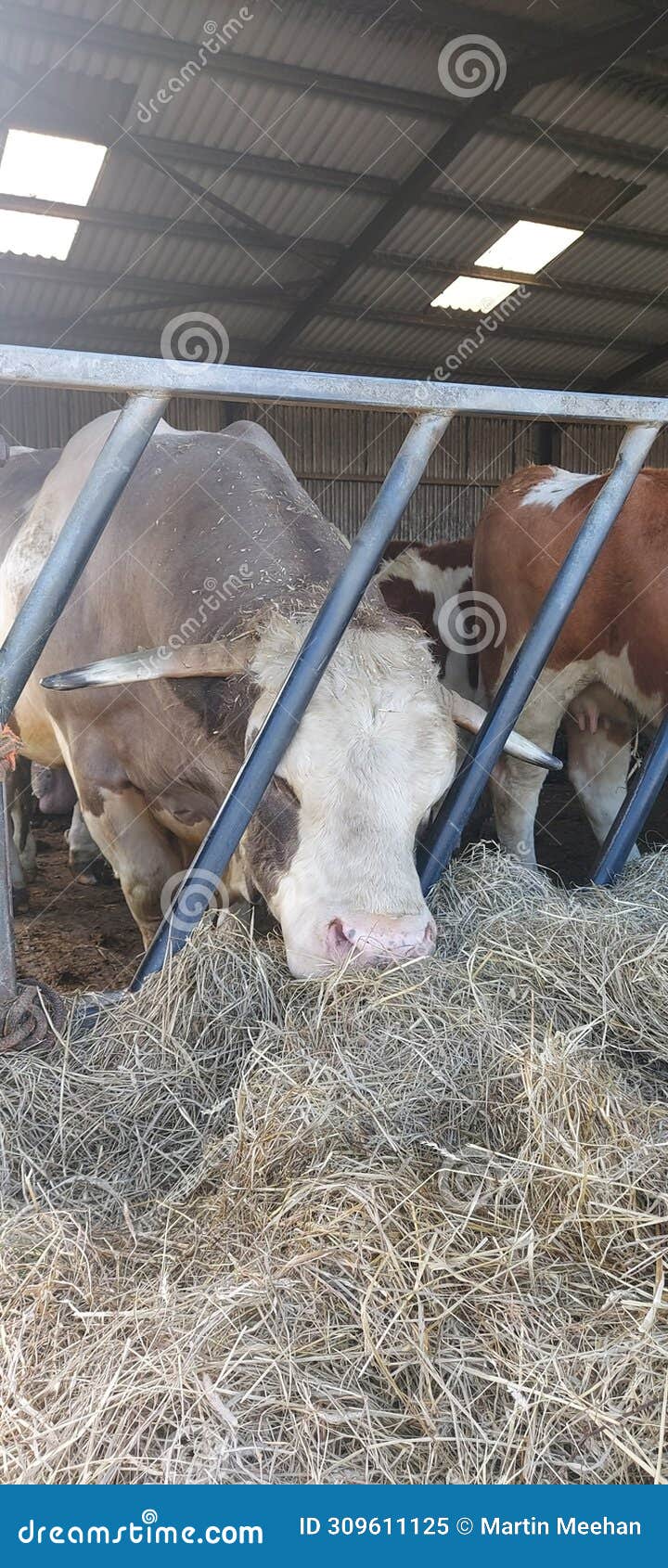 Cattle Feeding from Inside a Barn. Stock Image - Image of mammal, herd ...