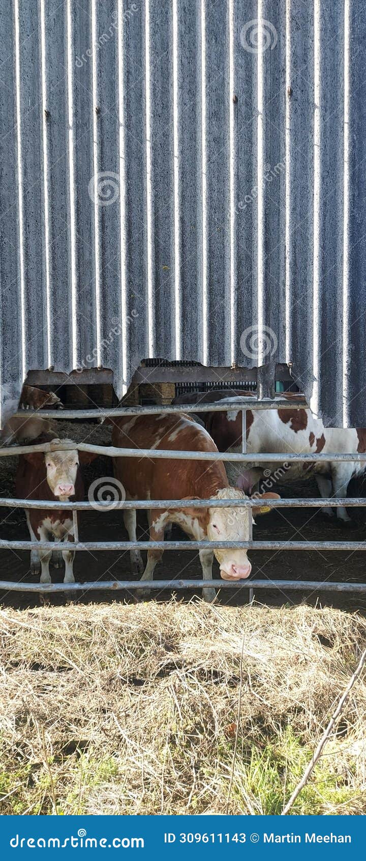 Cattle Feeding from Inside a Barn. Stock Image - Image of cattle, feed ...