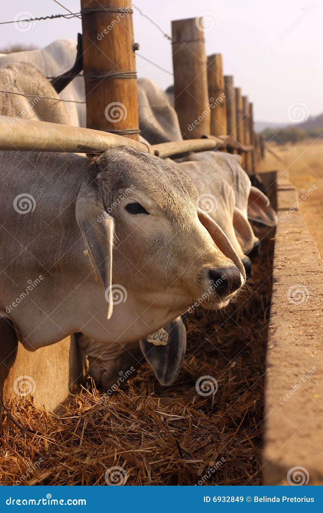Cattle at a feeding pen stock image. Image of farming - 6932849