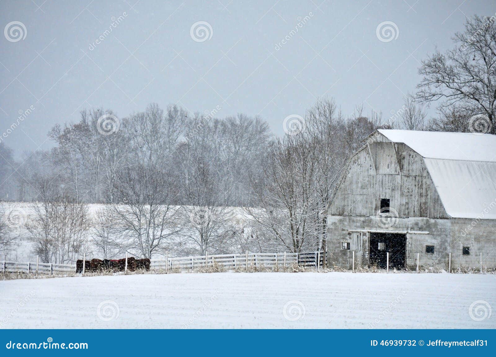 Cattle feeding in the snow stock photo. Image of storm - 46939732