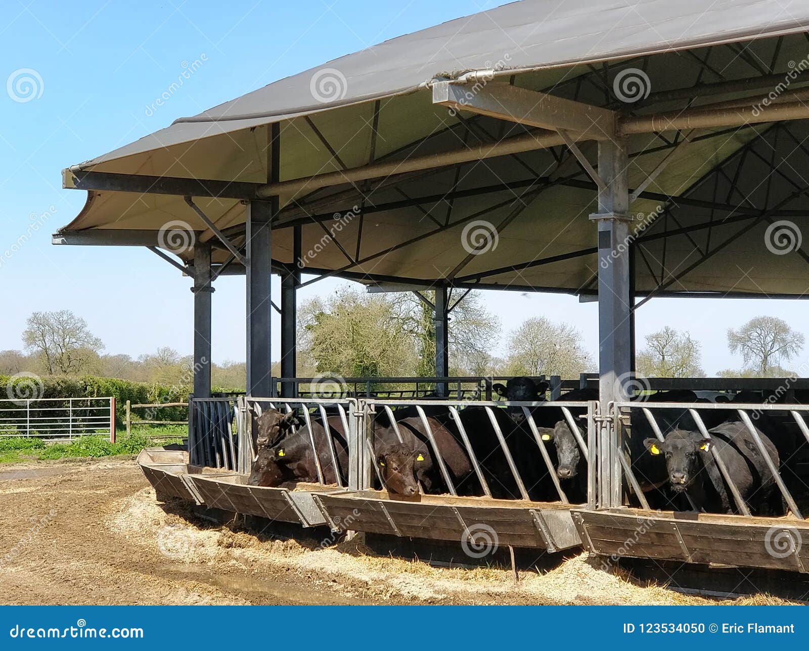Cattle feeding station stock photo. Image of system - 123534050