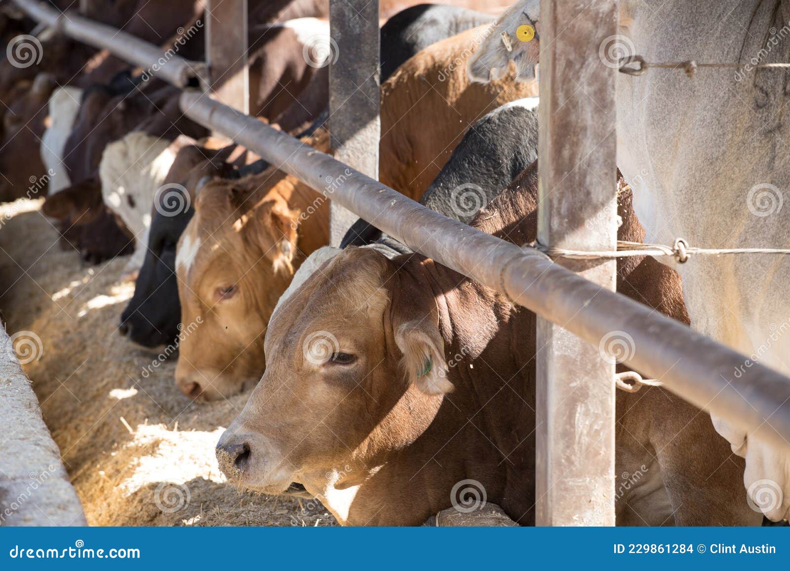 Cattle in a Feedlot or Feed Yard Stock Photo - Image of horizontal ...