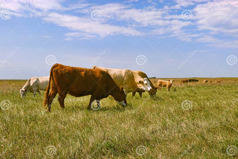 Cattle in Field stock image. Image of animals, countryside - 10581117