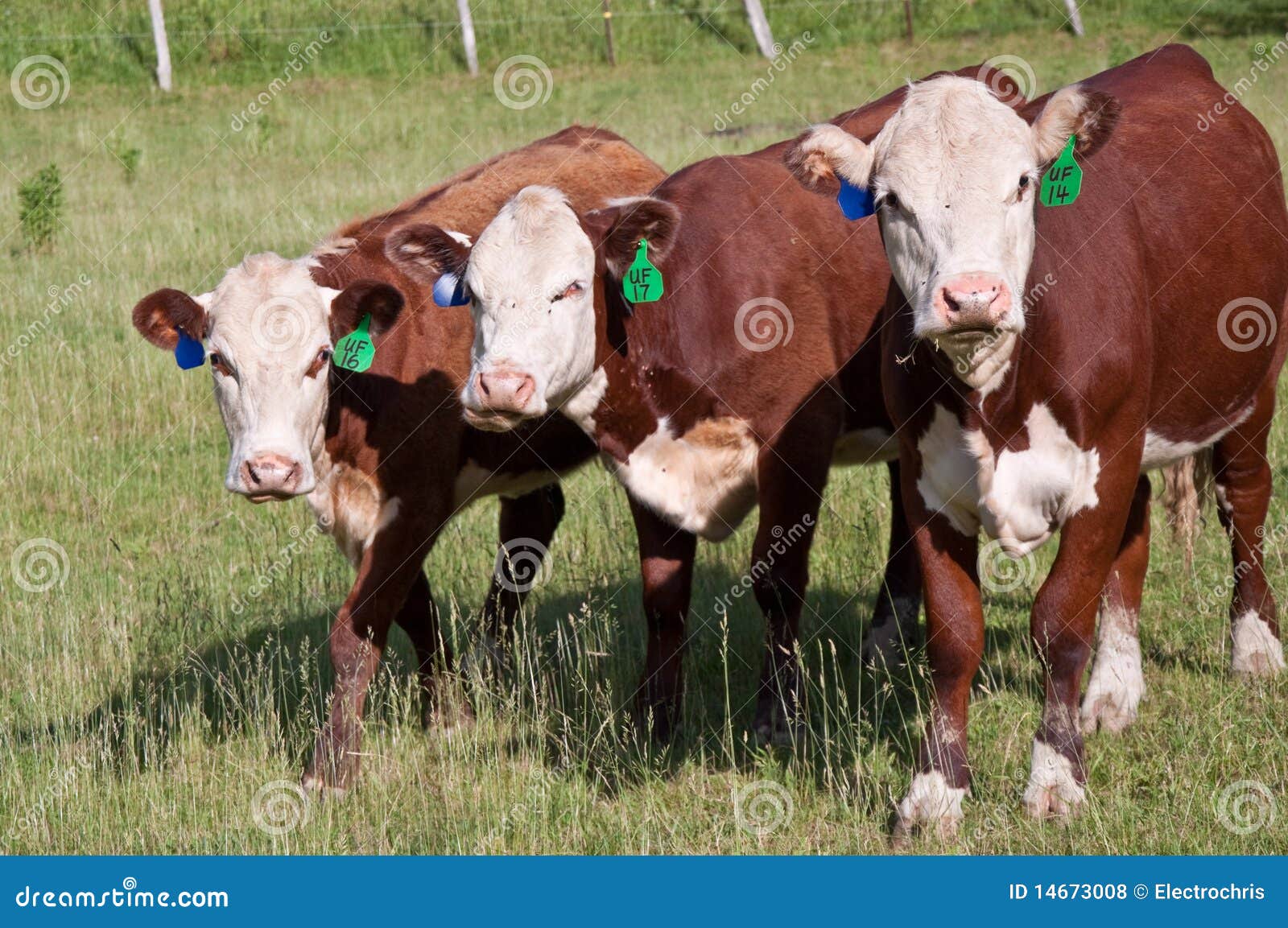 Cattle in field stock photo. Image of cattle, tagged - 14673008