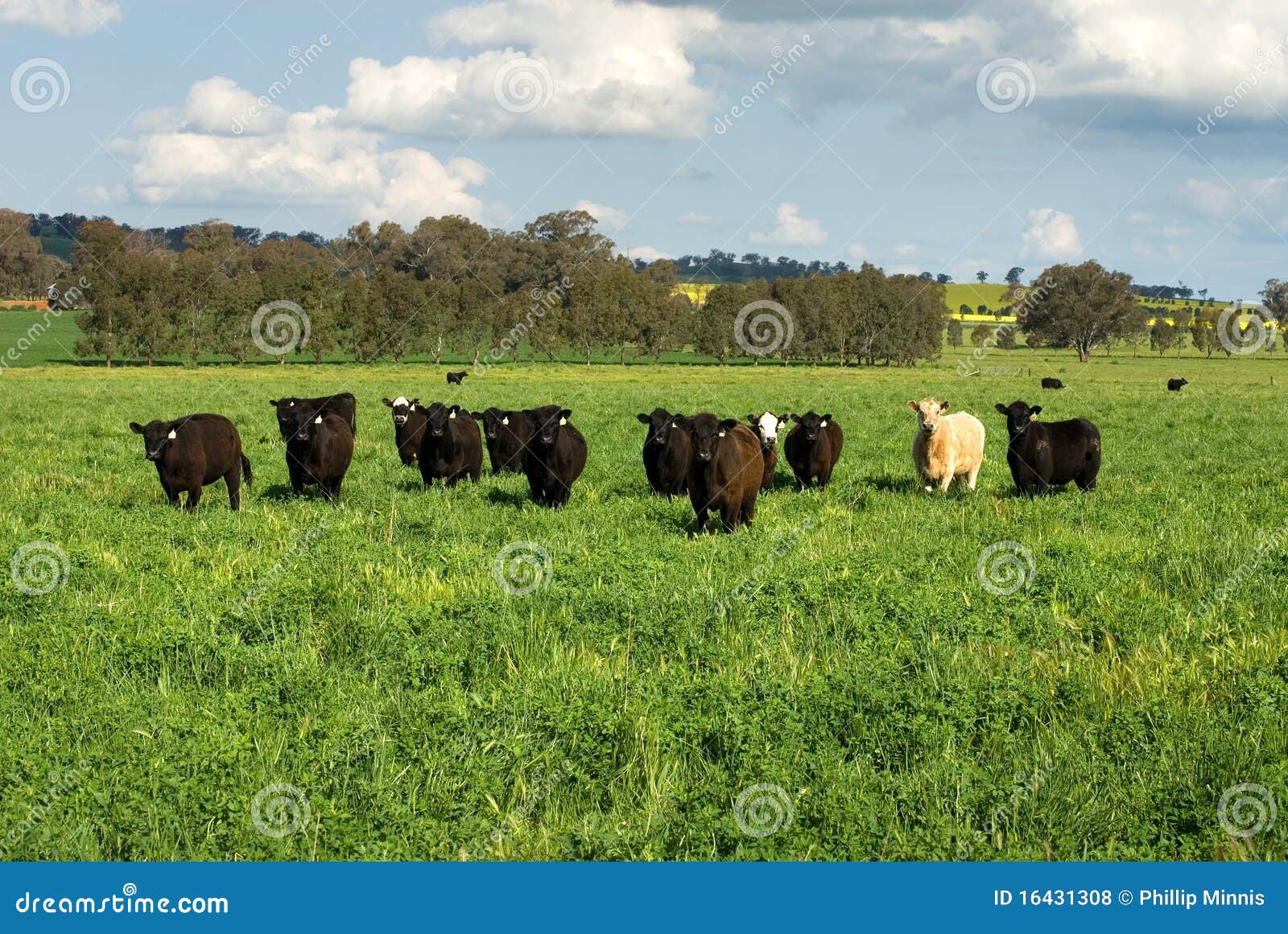 Cattle in a Field stock photo. Image of nature, agricultural - 16431308