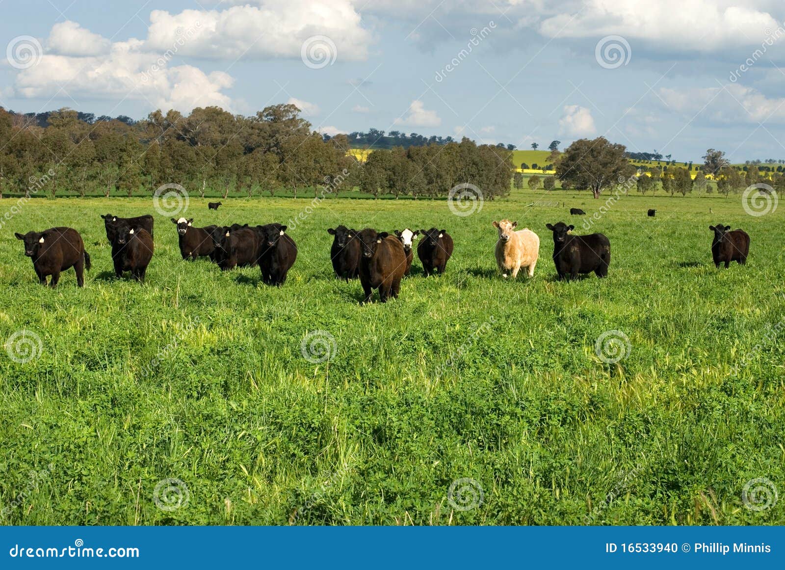 Cattle in a Field stock photo. Image of graze, agriculture - 16533940