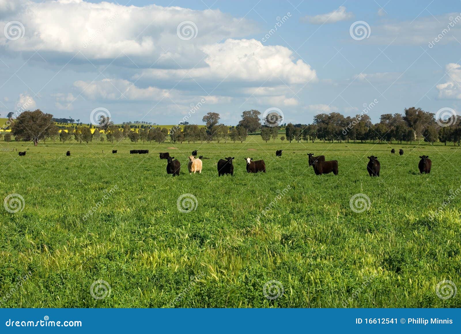 Cattle in a Field stock image. Image of farming, agricultural - 16612541