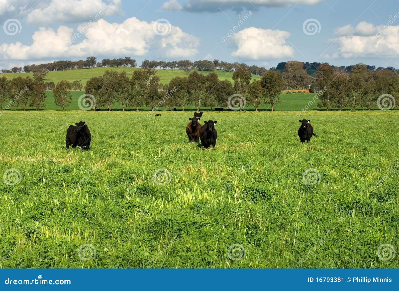Cattle in a Field stock image. Image of nature, grazing - 16793381