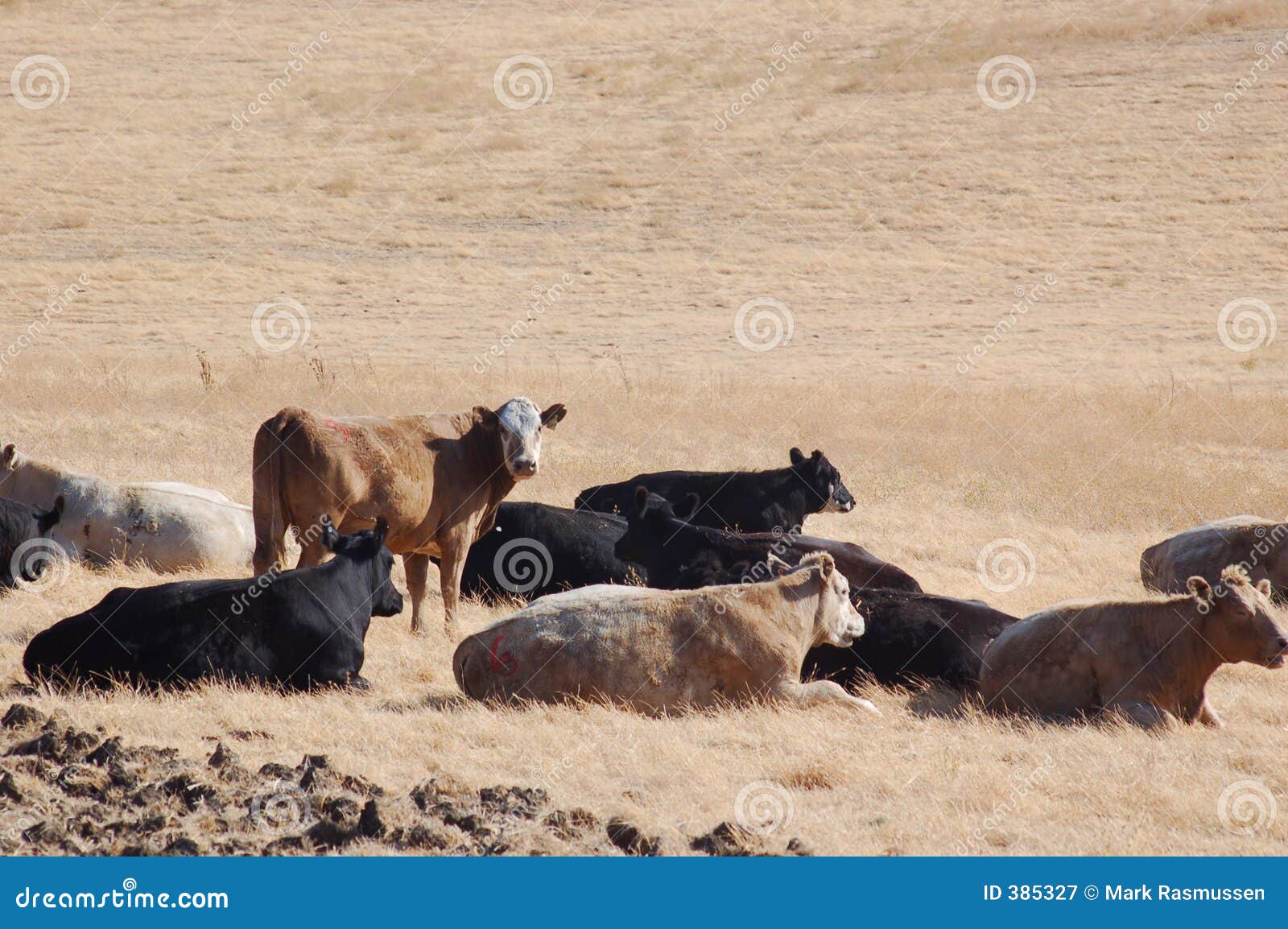 Cattle in a Field stock image. Image of country, farm, cattle - 385327