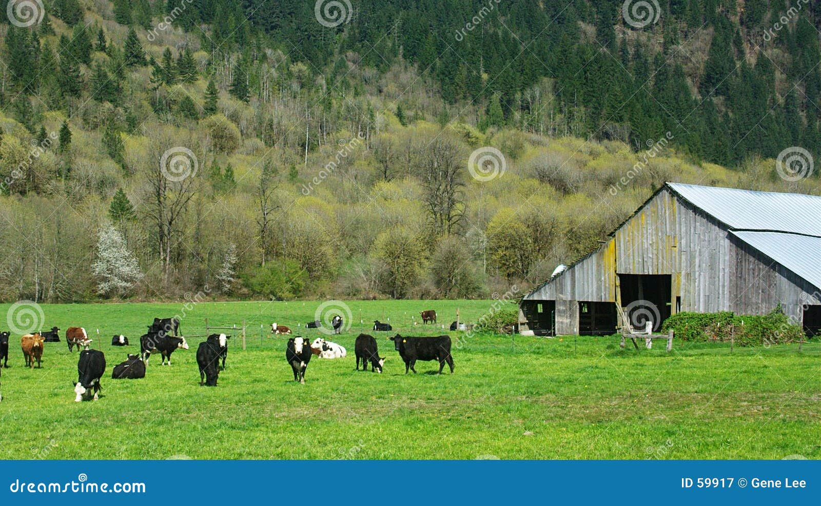 Cattle in a Field stock image. Image of building, farm, barns - 59917