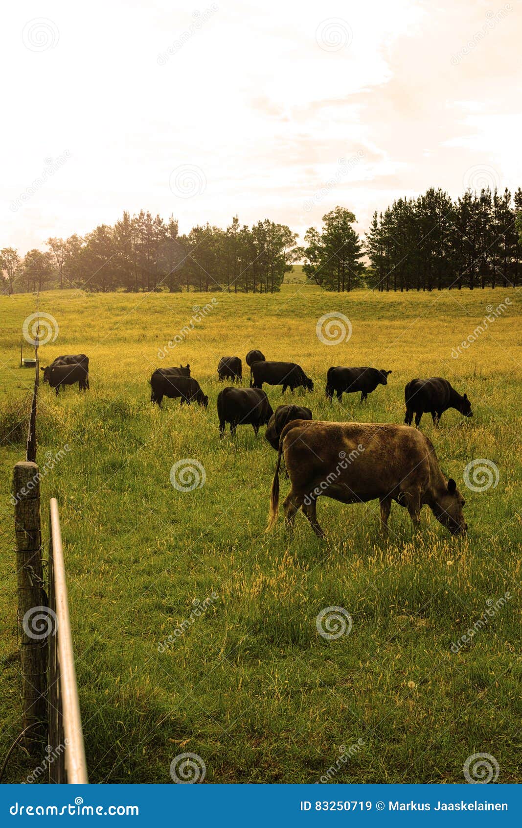 Cattle on the field stock image. Image of pasture, outdoors - 83250719