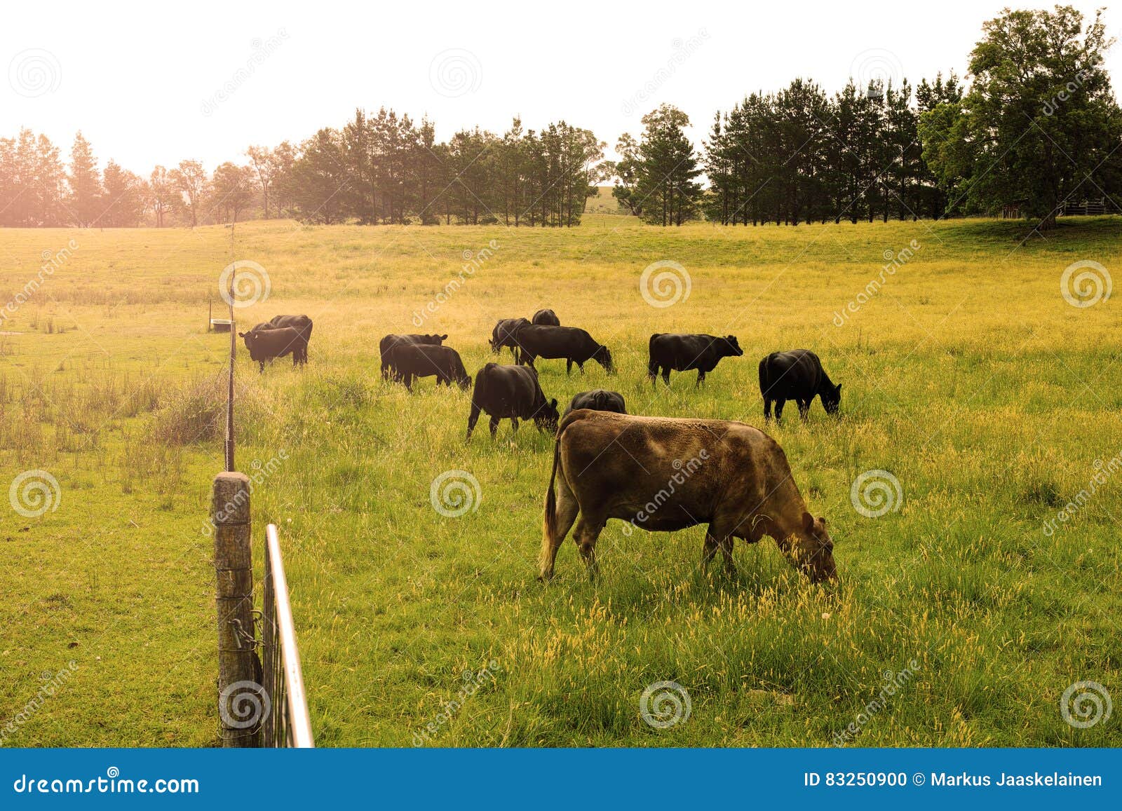 Cattle on the field stock photo. Image of agriculture - 83250900