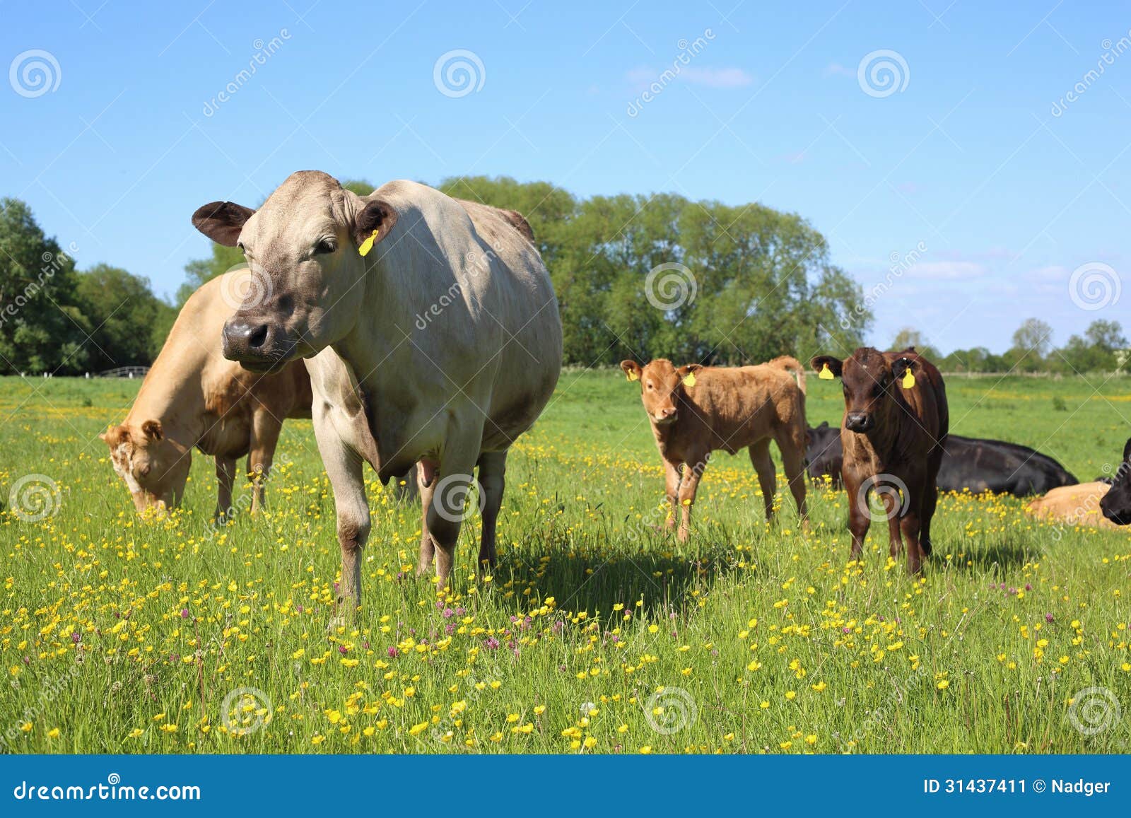 Cattle in a field stock image. Image of english, grass - 31437411