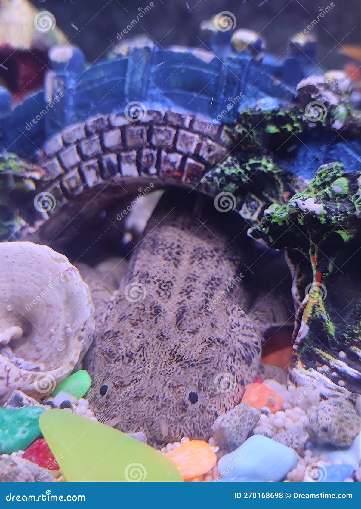 Cattle Fish Under Bridge on Aquarium Stock Photo - Image of cattle ...
