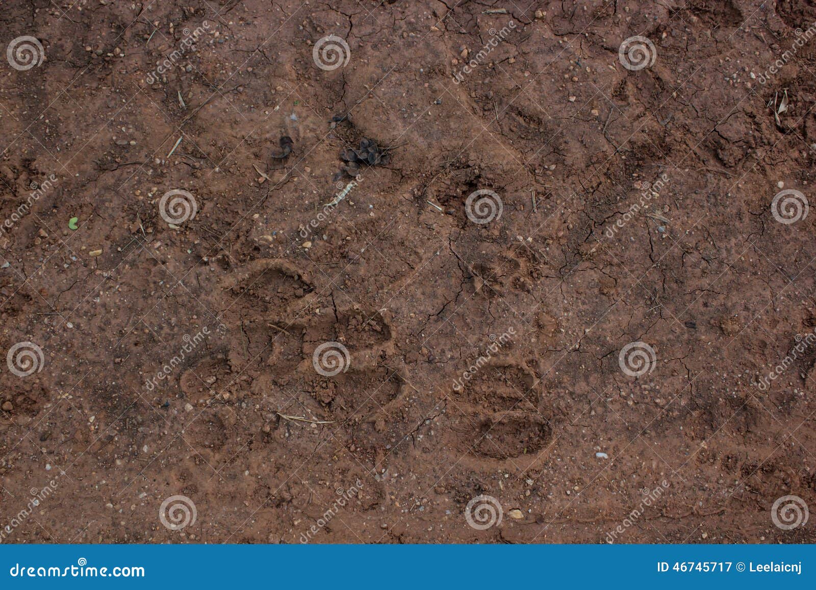 Cattle footprint stock image. Image of countryside, print - 46745717