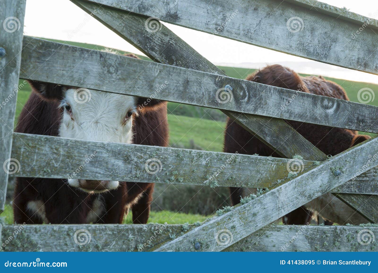 Cattle through gate. stock image. Image of countryside - 41438095