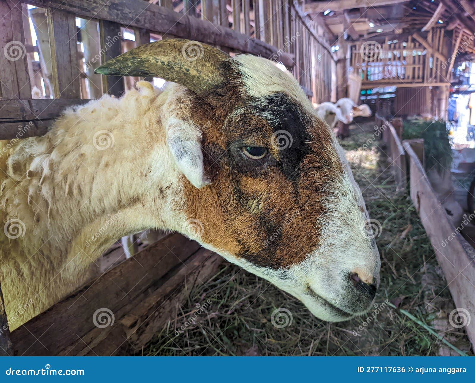 A Cattle Goats or Capra Aegagrus Hircus in the Pen Stock Photo - Image ...