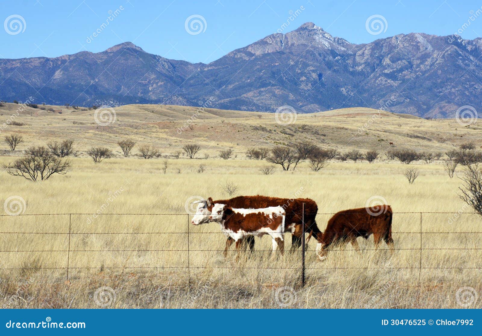 Cattle Graze in the Prairie Stock Image - Image of brown, horns: 30476525