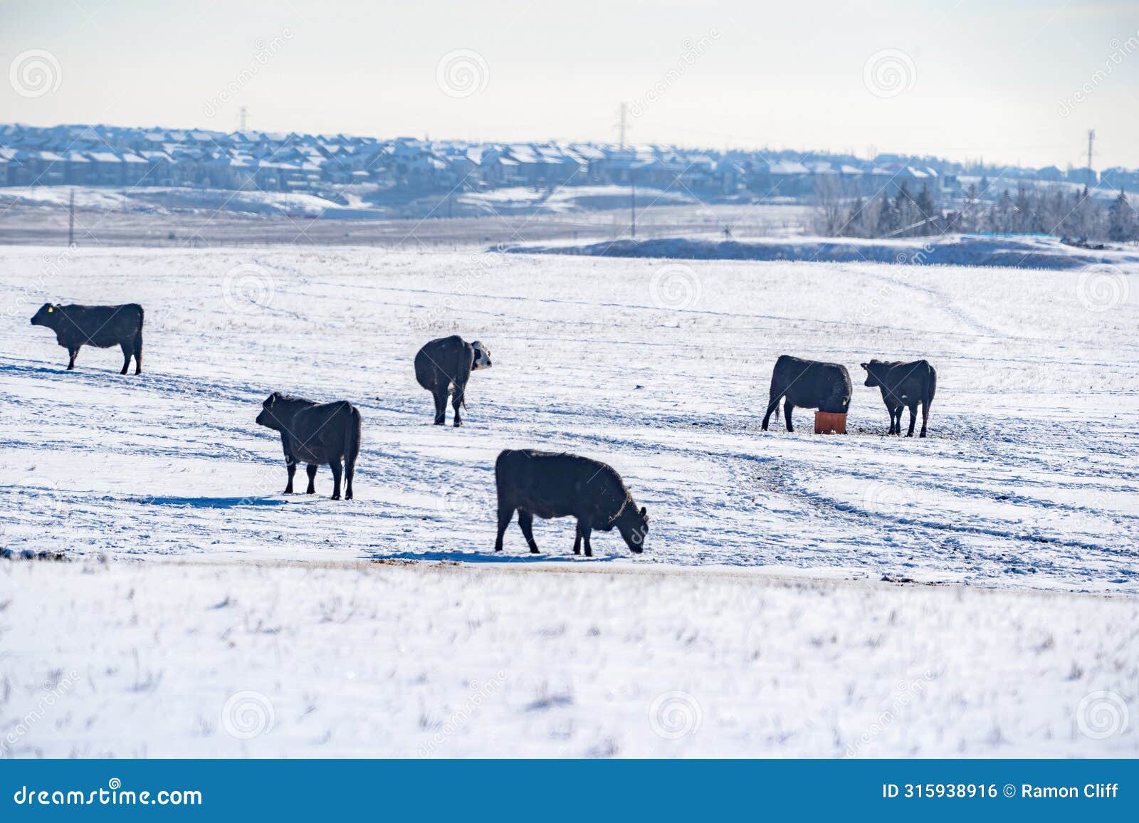 Cattle Graze on Snow Covered Fields with the Urban Sprawl of Calgary ...