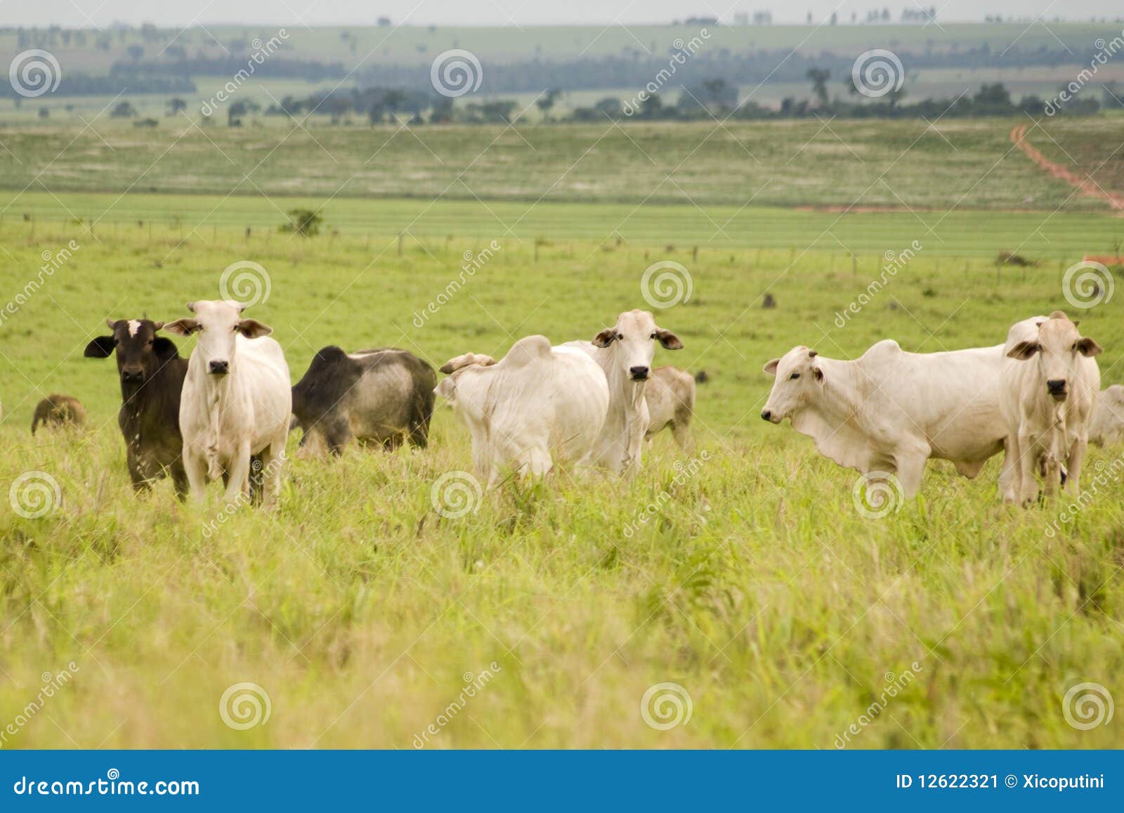 Cattle Grazing stock image. Image of countryside, group - 12622321