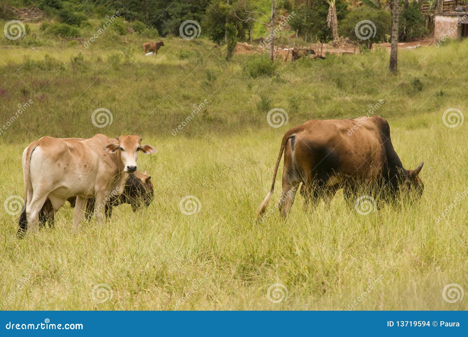 Cattle Grazing stock photo. Image of farm, barn, bovine - 13719594