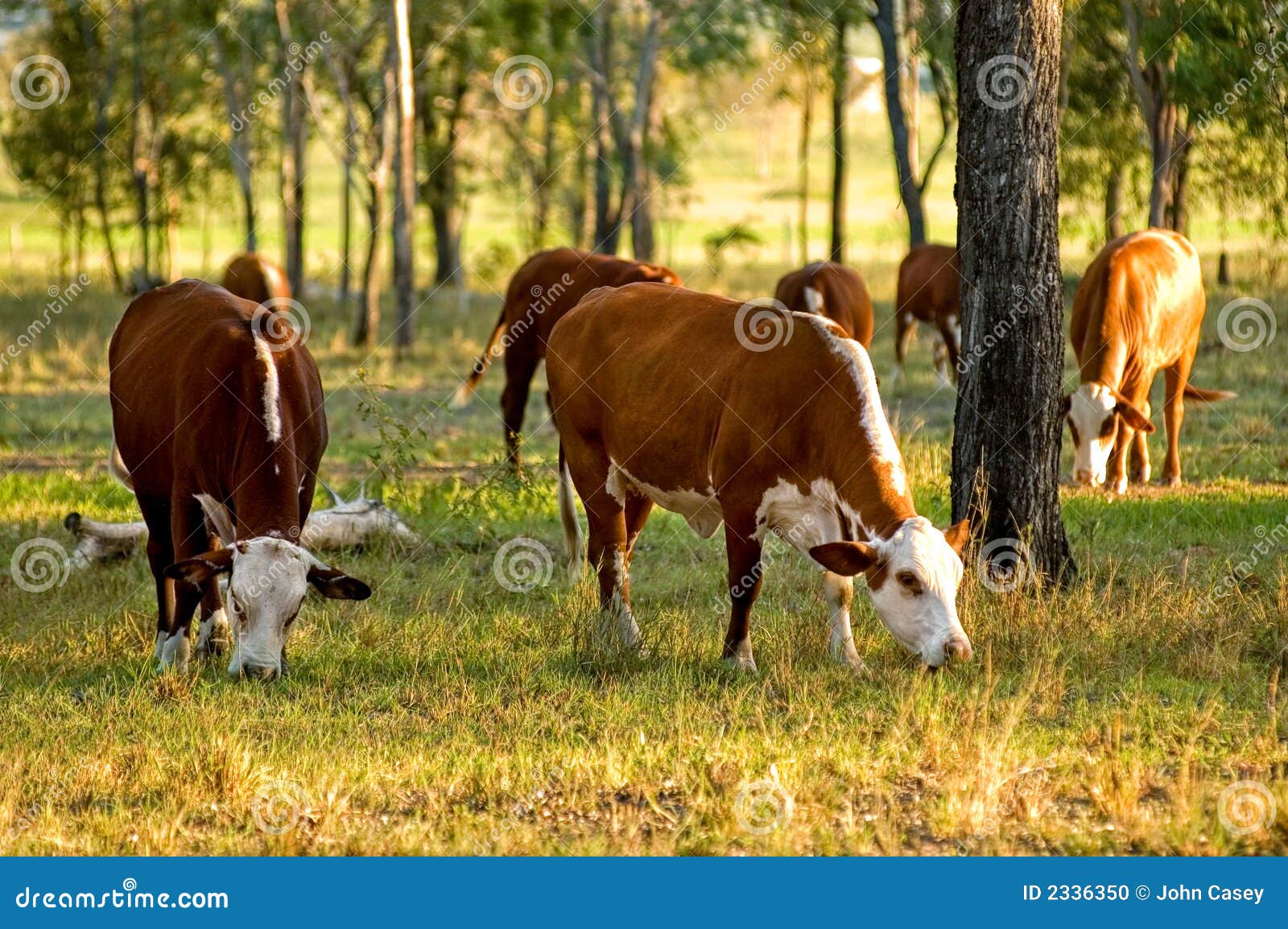 Cattle grazing stock photo. Image of animals, farming - 2336350