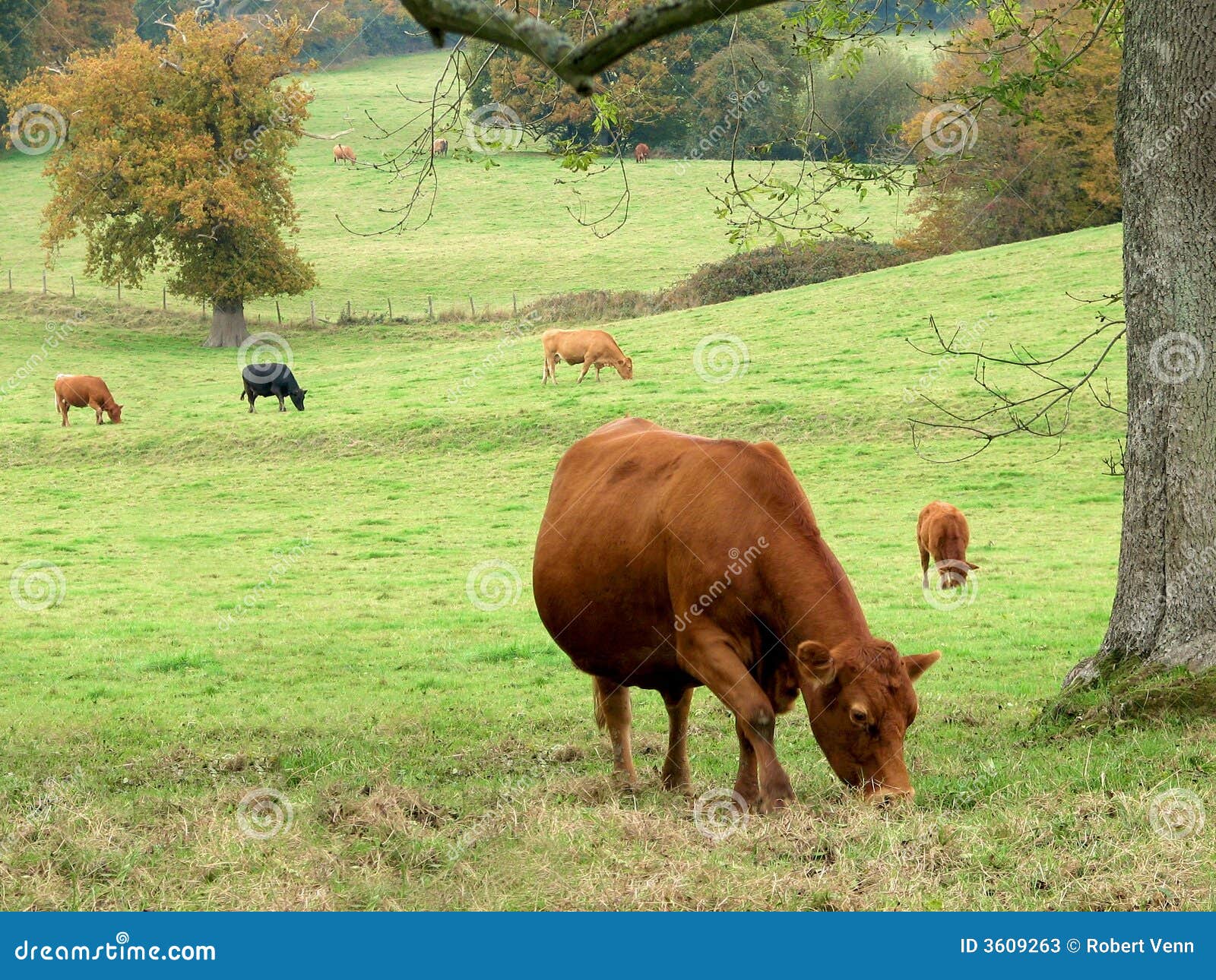 Cattle Grazing stock image. Image of green, farm, animals - 3609263