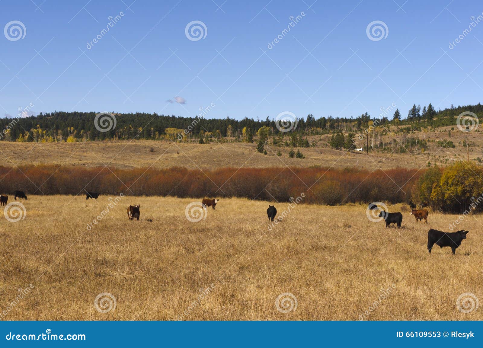 Cattle Grazing in Autumn Meadow Stock Image - Image of pasture, field ...