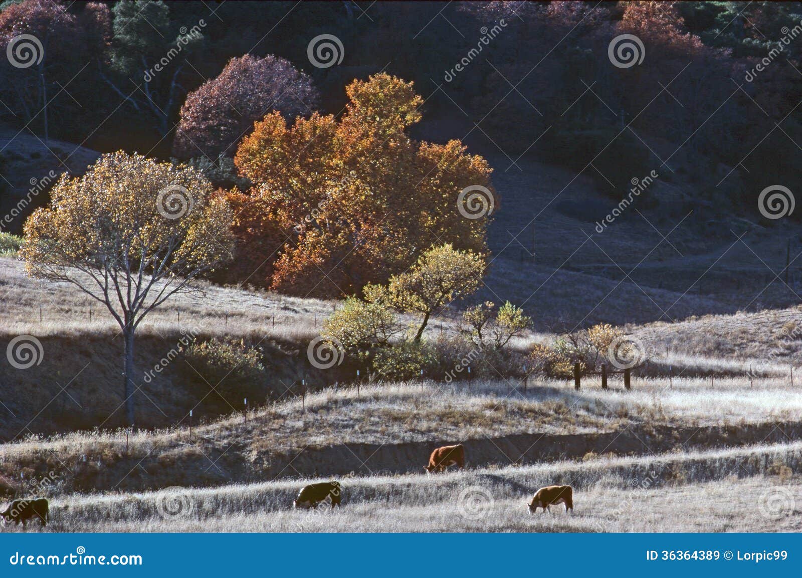 Cattle stock image. Image of autumn, farm, california - 36364389