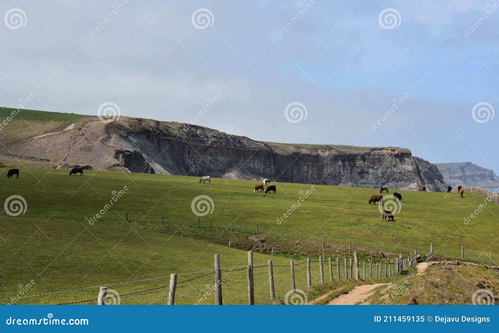 Cattle Grazing on Farmland on the Sea Cliffs Stock Image - Image of ...