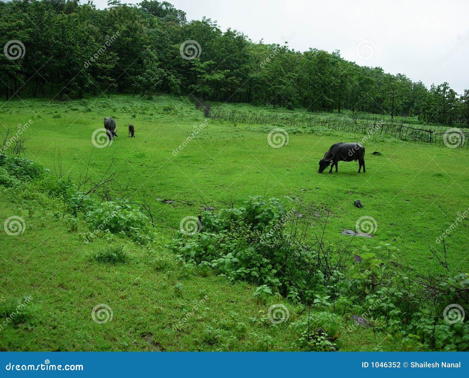 Cattle grazing in field stock photo. Image of sloping - 1046352