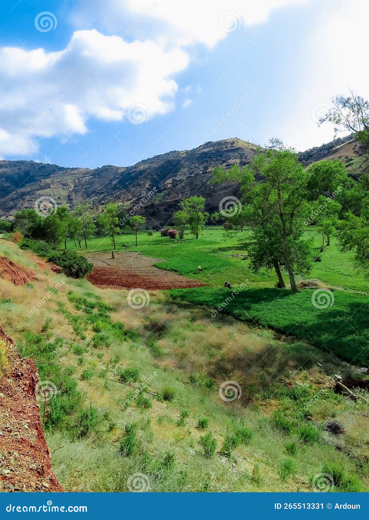 Cattle Grazing Field a Journey into the Heart of Nature S Tranquil and ...