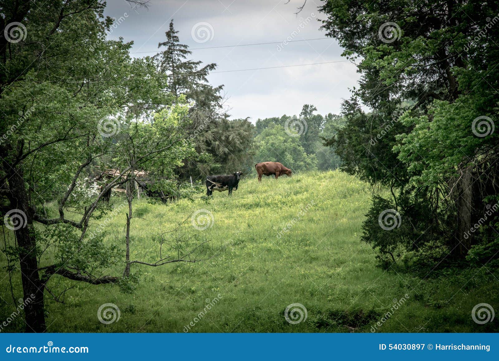 Cattle Grazing stock image. Image of cattle, tree, meadow - 54030897
