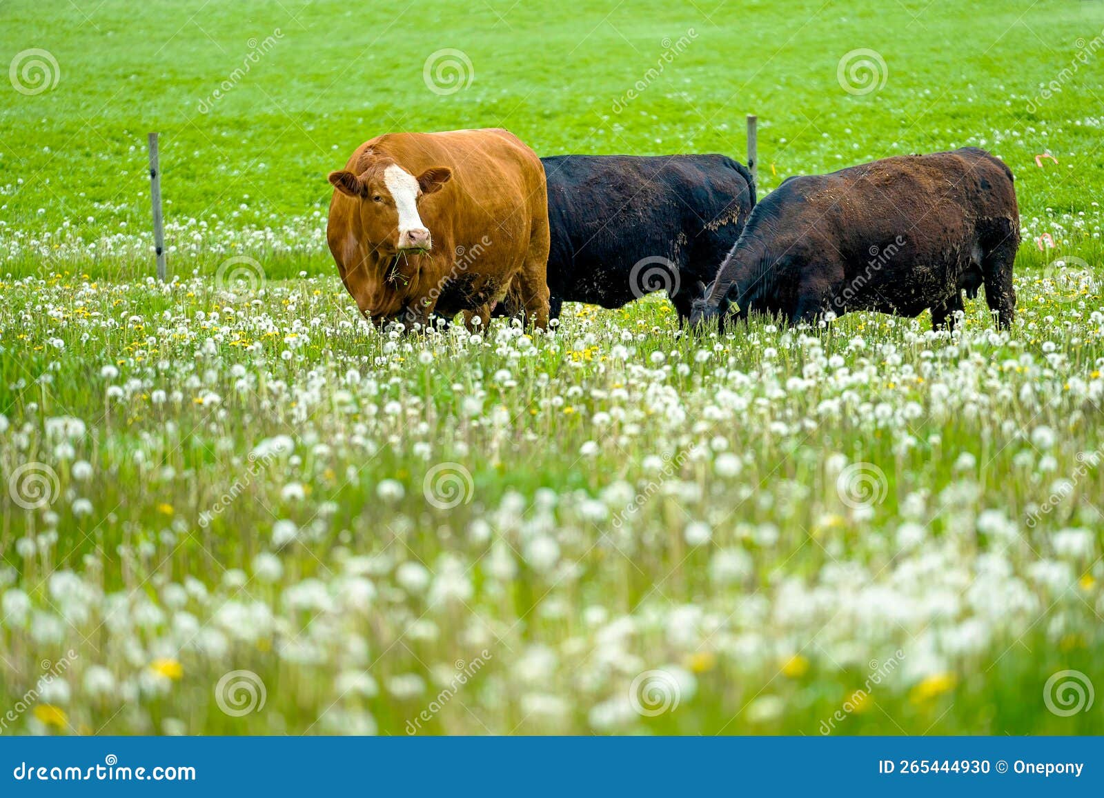 Grazing Mix Breed Cattle stock photo. Image of domestic - 265444930