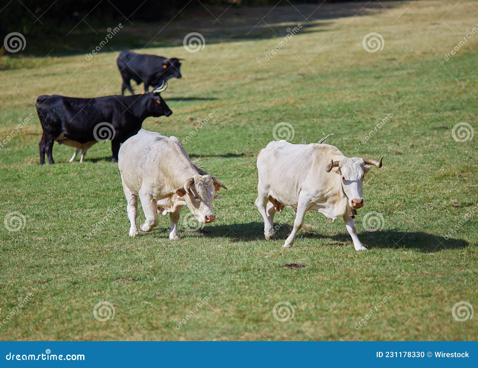 Cattle Grazing in a Field on a Sunny Day Stock Photo - Image of ...