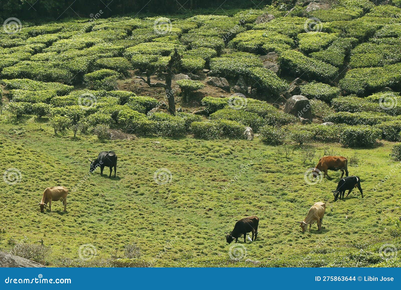 Tea Garden In Kerala Royalty-Free Stock Photography | CartoonDealer.com ...
