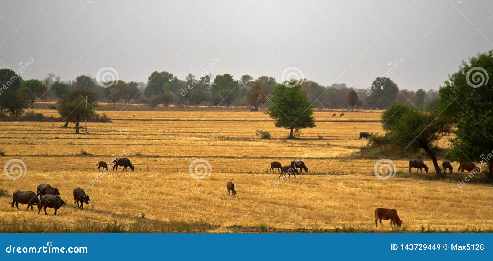 Cattle Grazing in the Fields after Harvesting Grain Stock Image - Image ...